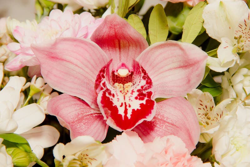 Bright Orchid Flowers Close-up and Dark Background Stock Photo - Image ...