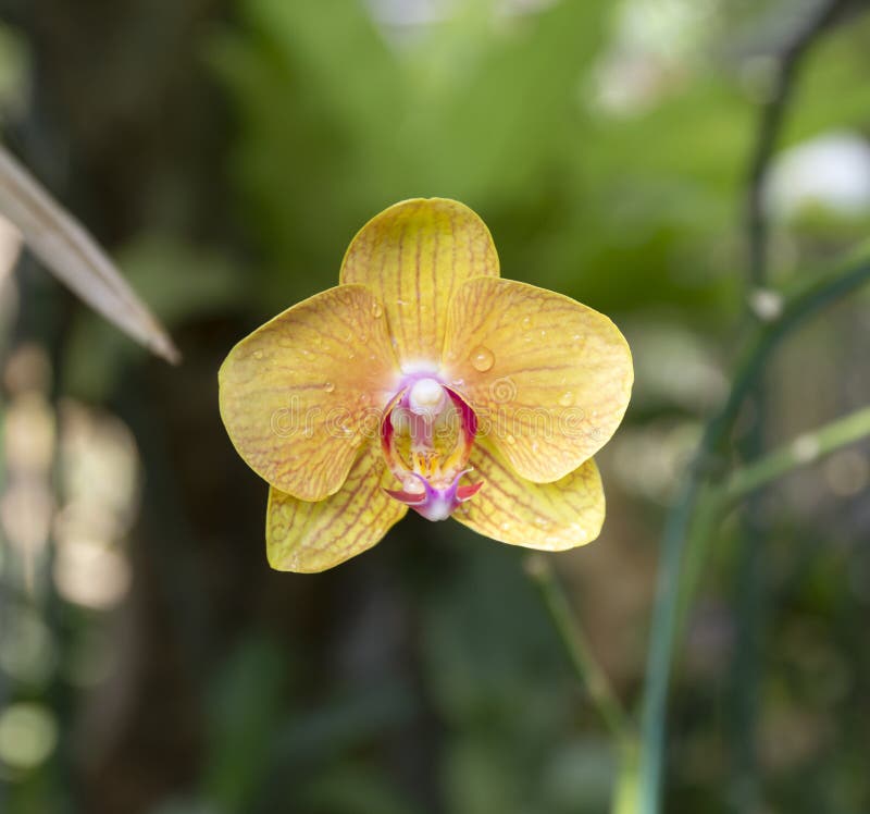 Bright Orchid Flowers Close-up and Dark Background Stock Photo - Image ...