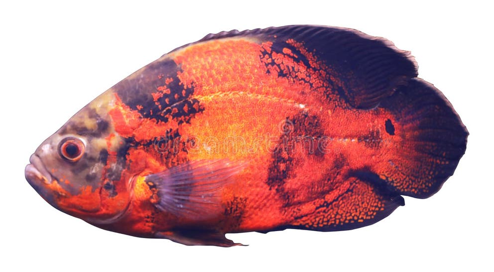 446 Red Oscar Fish Stock Photos - Free & Royalty-Free Stock Photos from ...