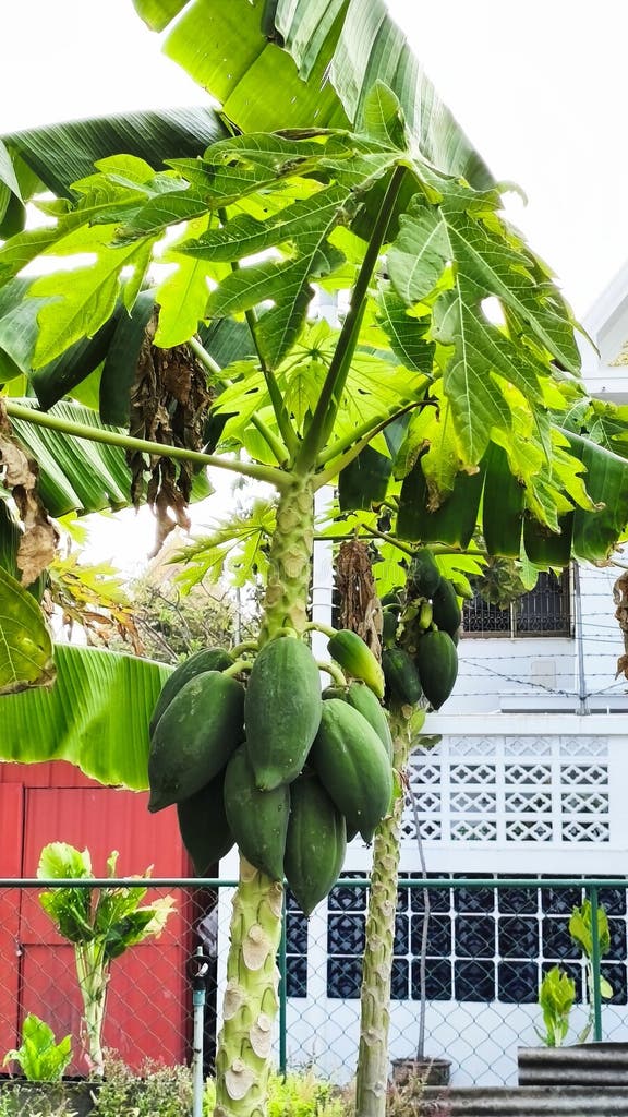Beautiful Bright Papaya Trees. Stock Image - Image of bright, trees ...