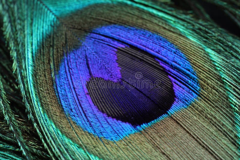 Beautiful Bright Peacock Feather As Background, Macro View Stock Image ...