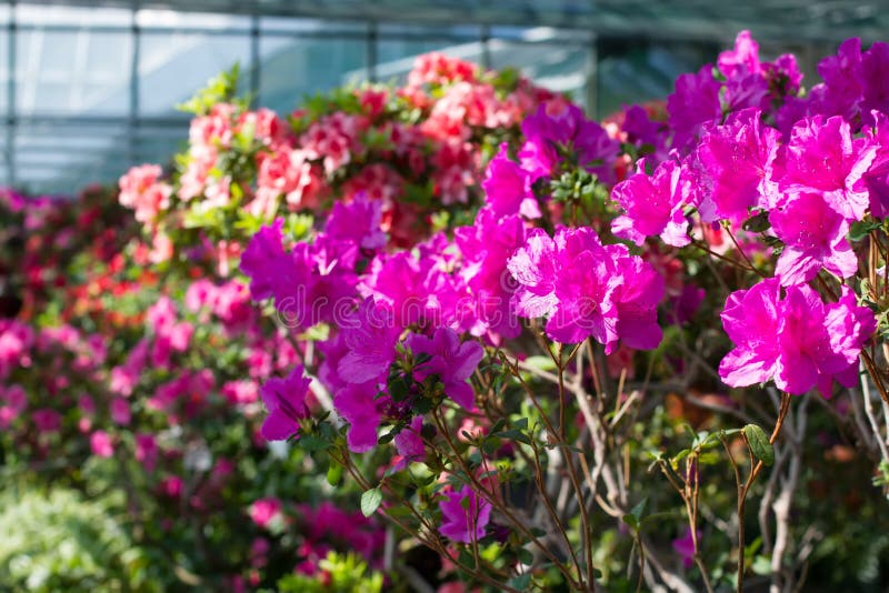 Beautiful Bright Pink Azalea in the Garden. Stock Photo - Image of ...