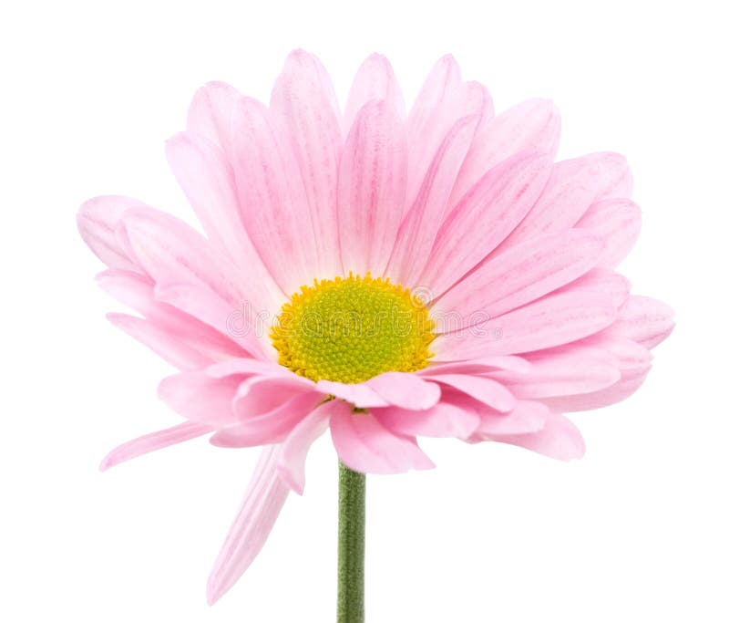 Single Pink Shasta Daisy stock image. Image of isolated - 14269277