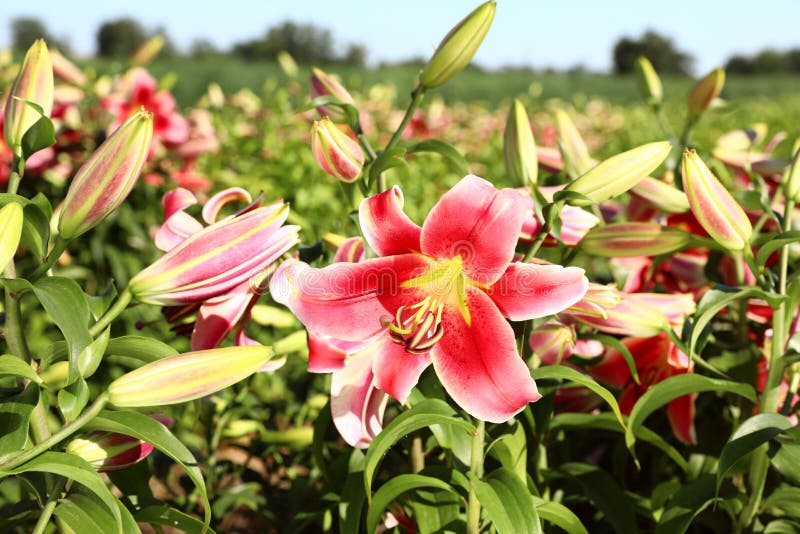 Beautiful Bright Pink Lilies Growing at Field Stock Image - Image of ...