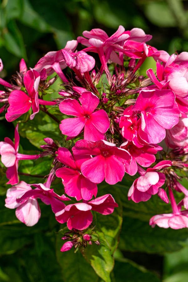 Beautiful Bright Pink Phlox Flowers in the Garden in Summer. Stock ...
