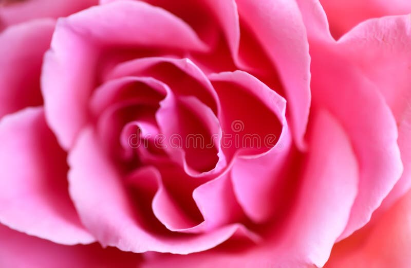 Beautiful Bright Pink Rose Flowers Stock Photo - Image of bloom, fresh ...