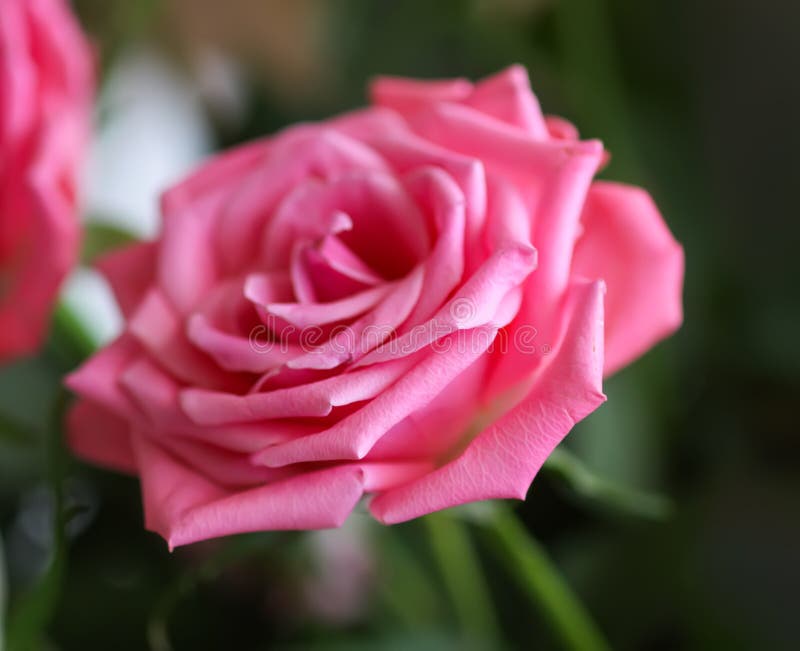 Beautiful Bright Pink Rose Flowers Stock Photo - Image of color ...