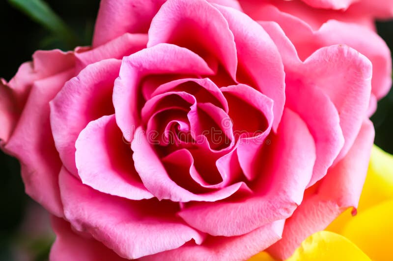 Beautiful Bright Pink Rose Flowers Stock Photo - Image of decoration ...