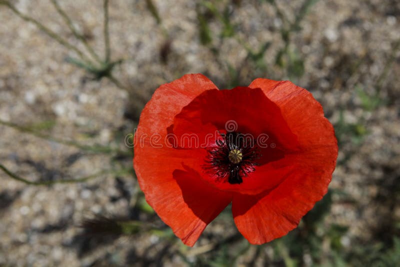 Beautiful Bright Red Blooming Poppy, Top View. Spring Stock Photo ...