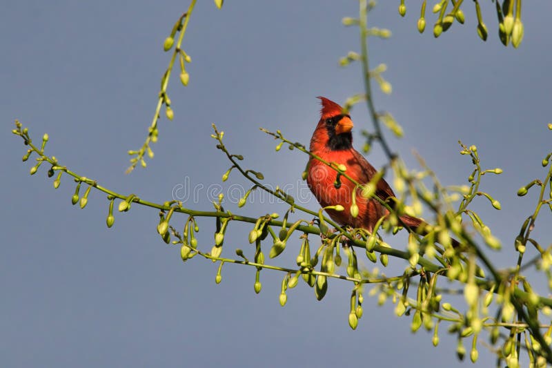 Beautiful Bright Red ,cardinal Bird. Stock Image - Image of cardinal ...