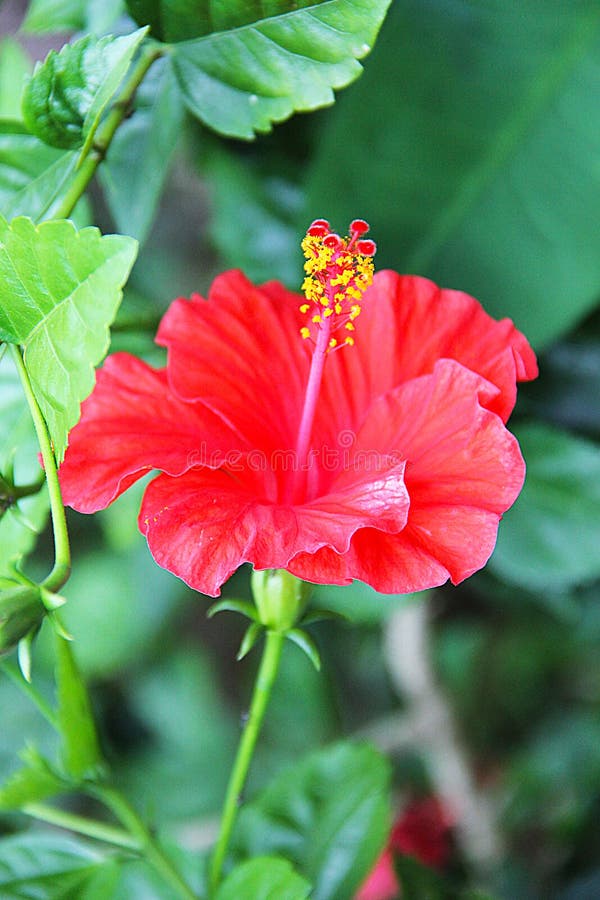 Beautiful Bright Red Flower with Long Stamens and Yellow Pollen Stock ...