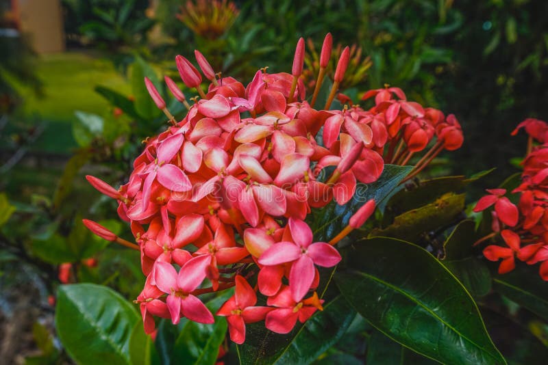 Beautiful Bright Red Flowers in Malaysia Stock Image - Image of ...
