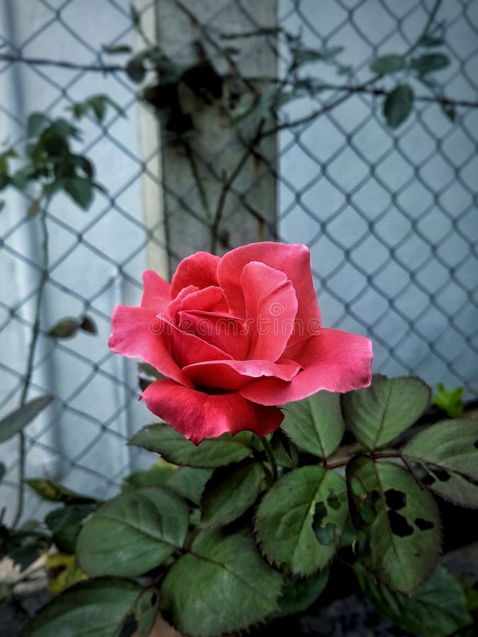 A Beautiful Bright Red Rose. Stock Photo - Image of pink, leaf: 188052352
