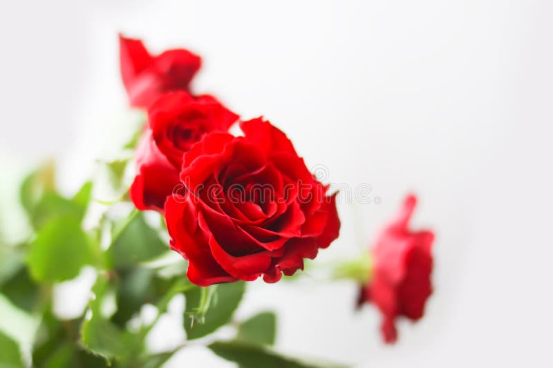 Beautiful Bright Red Rose Flowers Stock Image - Image of flower ...