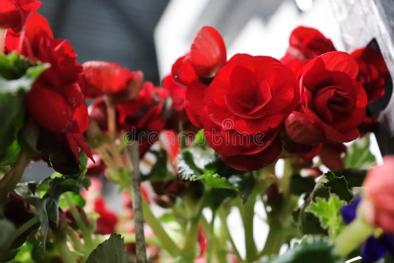 Beautiful bright red roses stock image. Image of saturation - 255101259