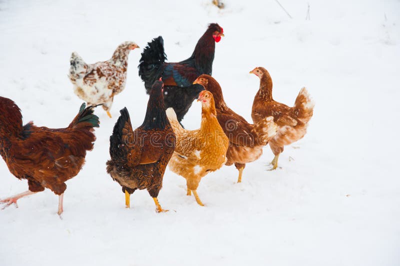 Beautiful Bright Rooster and Chicken in Snow Stock Photo - Image of ...