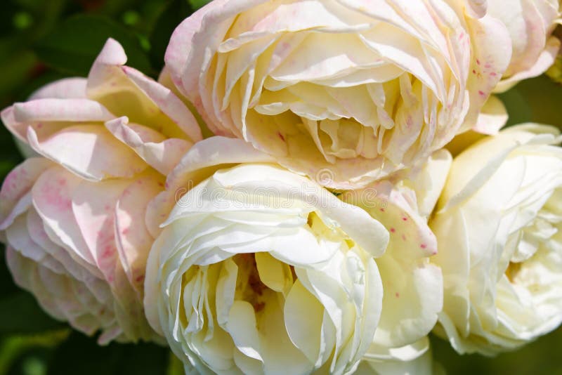 Beautiful Bright Roses in the Garden on a Clear Sunny Day Stock Photo ...