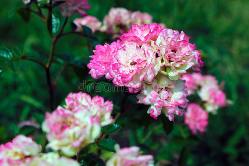 Beautiful Bright Roses in the Garden on a Clear Sunny Day Stock Image ...