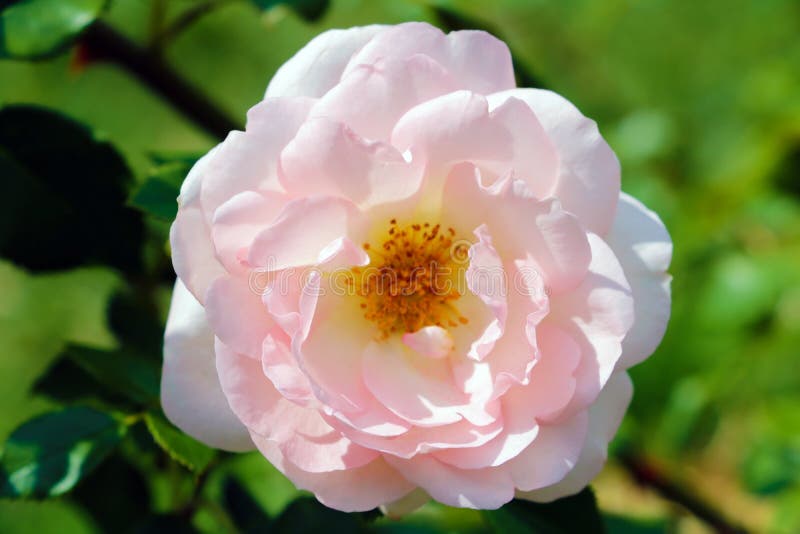 Beautiful Bright Roses in the Garden on a Clear Sunny Day Stock Image ...