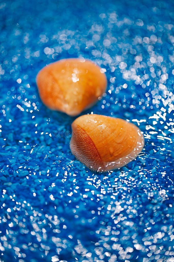 Beautiful Bright Sea Shell on Blue Pebble Under Water Droplets Stock ...