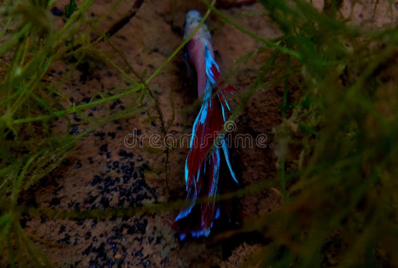 Beautiful Bright Siamese Fighting Fish Also are Known As the Betta with ...