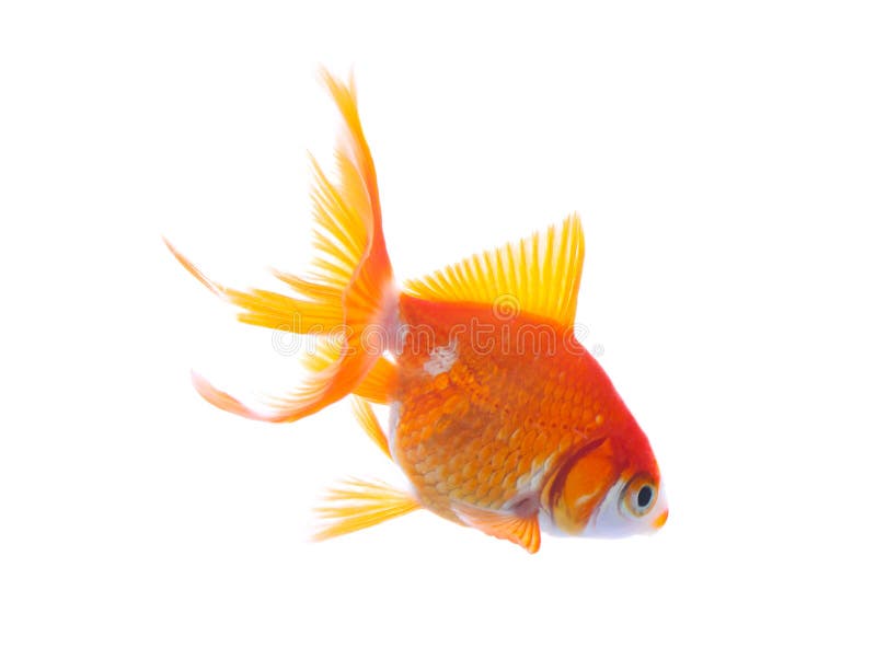 Beautiful Bright Small Goldfish Isolated Stock Photo - Image of ...