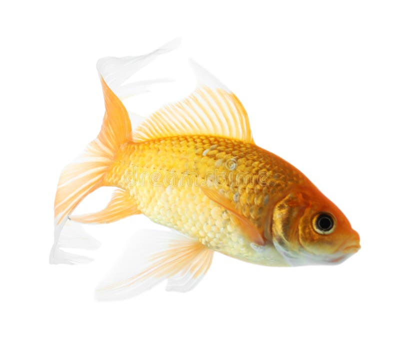 Beautiful Bright Small Goldfish Isolated Stock Image - Image of color ...