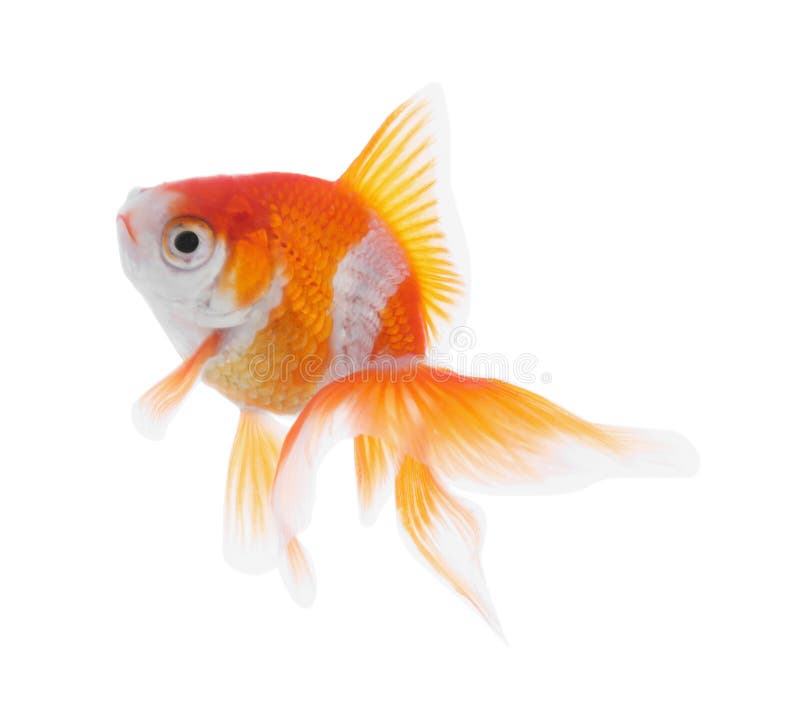 Beautiful Bright Small Goldfish Isolated Stock Image - Image of color ...