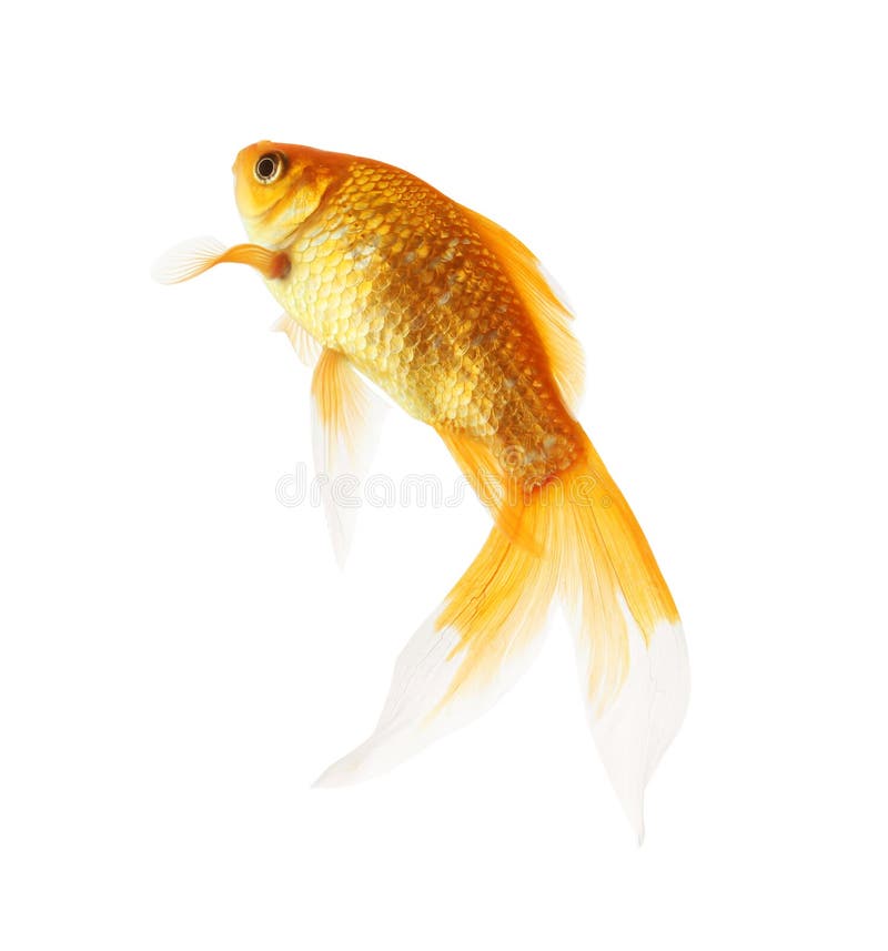 Beautiful Bright Small Goldfish Isolated Stock Image - Image of nature ...