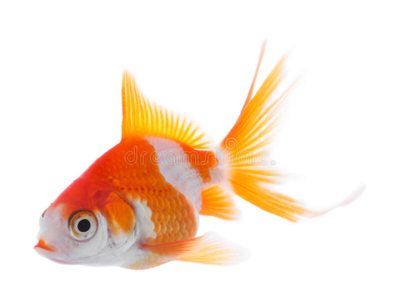 Beautiful Bright Small Goldfish Isolated Stock Image - Image of bright ...