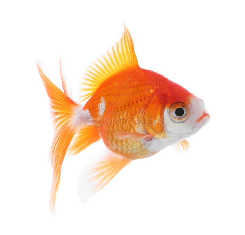 Beautiful Bright Small Goldfish Isolated Stock Image - Image of ...