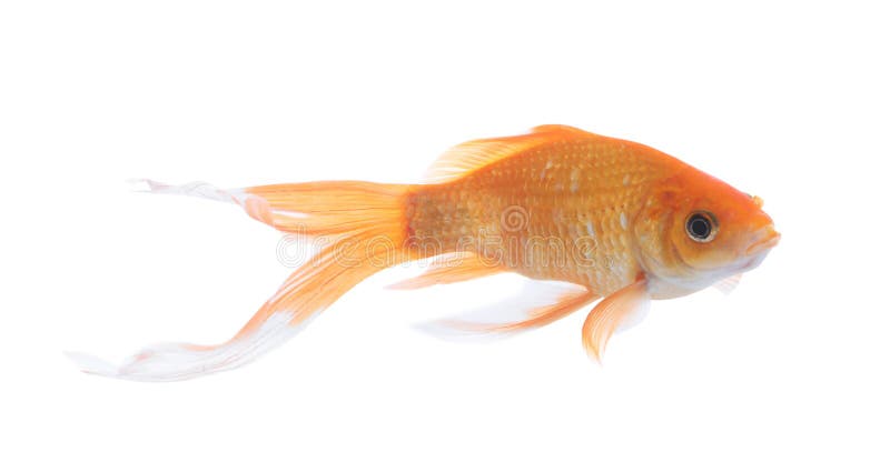 Beautiful Bright Small Goldfish Isolated Stock Photo - Image of color ...
