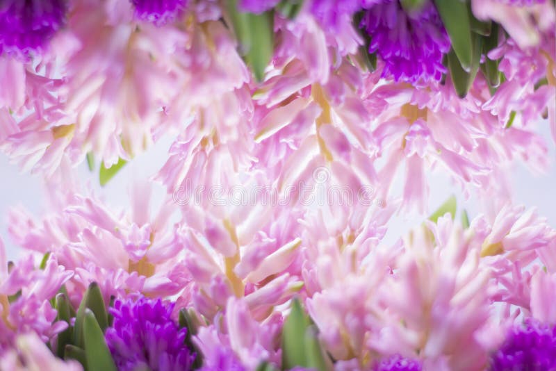 Beautiful Bright Spring Background of Hyacinth Flowers Out of Focus ...