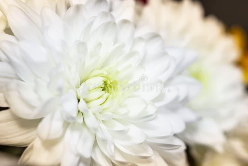 Beautiful and Bright Spring Flower Stock Photo - Image of summer ...