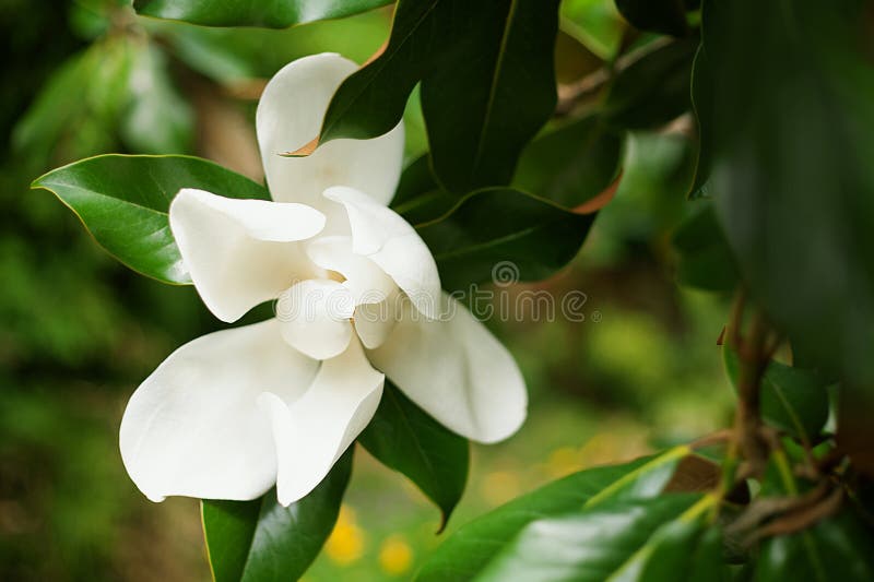 Beautiful Bright Spring Flowers Against the Backdrop of the Sun and ...