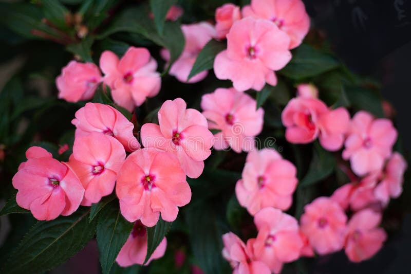 Beautiful Bright Spring Flowers Against the Backdrop of the Sun and ...