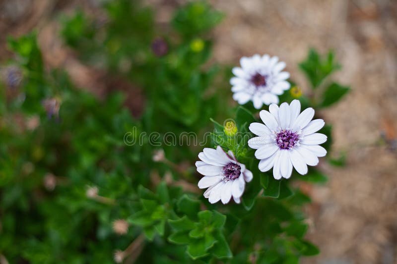 Beautiful Bright Spring Flowers Against the Backdrop of the Sun and ...