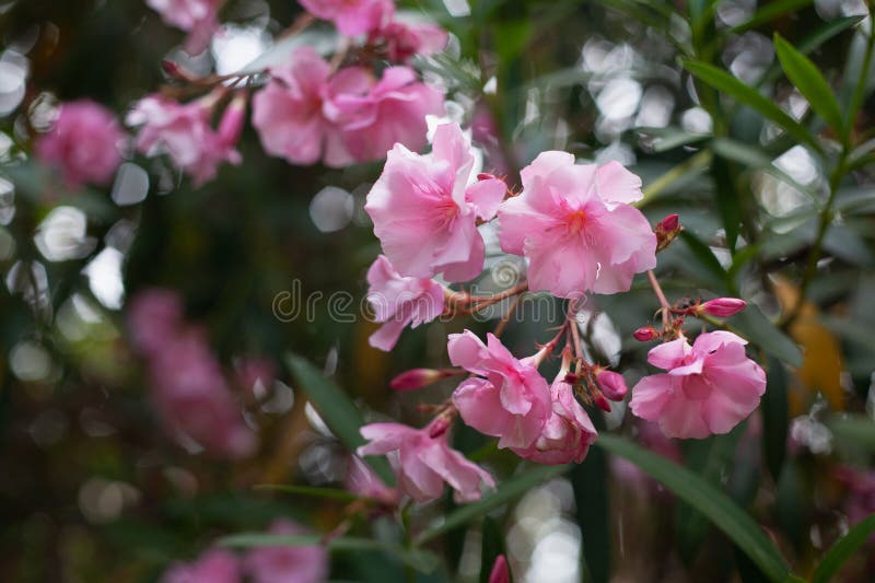 Beautiful Bright Spring Flowers Against the Backdrop of the Sun and ...