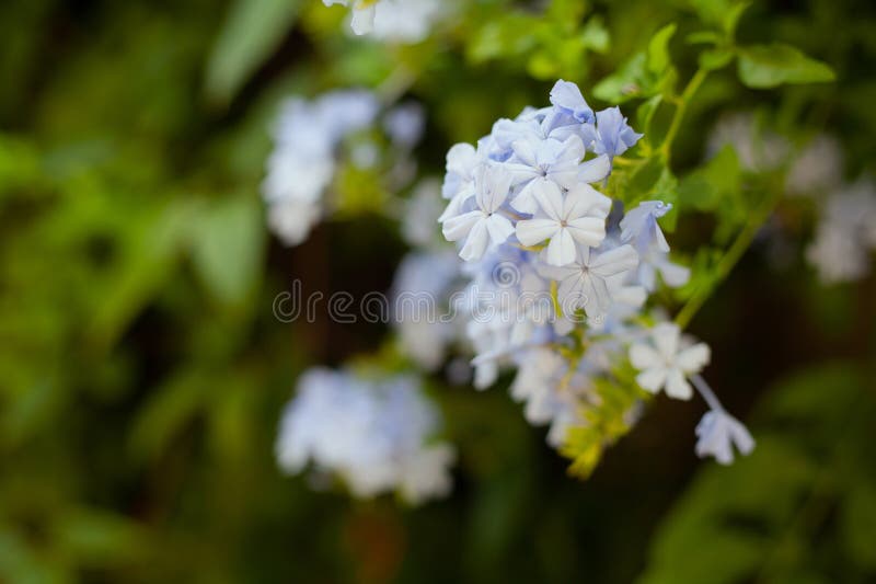 Beautiful Bright Spring Flowers Against the Backdrop of the Sun and ...