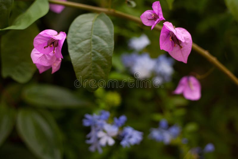 Beautiful Bright Spring Flowers Against the Backdrop of the Sun and ...