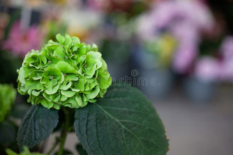 Beautiful Bright Spring Flowers Against the Backdrop of the Sun and ...