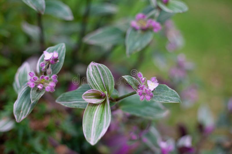 Beautiful Bright Spring Flowers Against the Backdrop of the Sun and ...