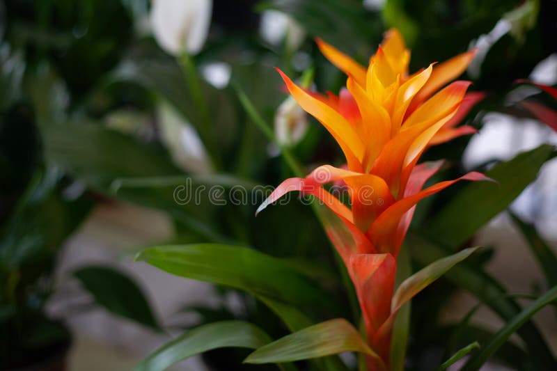 Beautiful Bright Spring Flowers Against the Backdrop of the Sun and ...