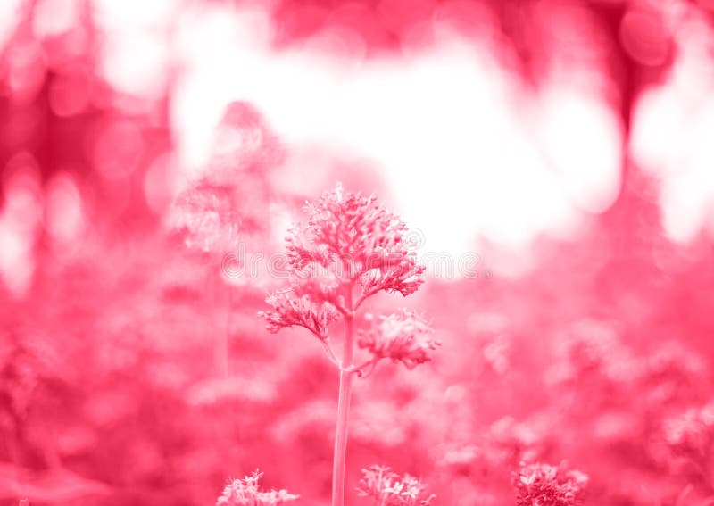 Beautiful Bright Spring Flowers Colors 2023 Viva Magenta Stock Photo ...