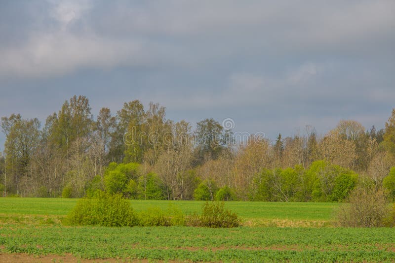 A Beautiful, Bright Spring Landscape of a Field and Trees. Stock Image ...