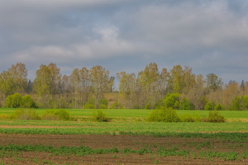 A Beautiful, Bright Spring Landscape of a Field and Trees. Stock Image ...