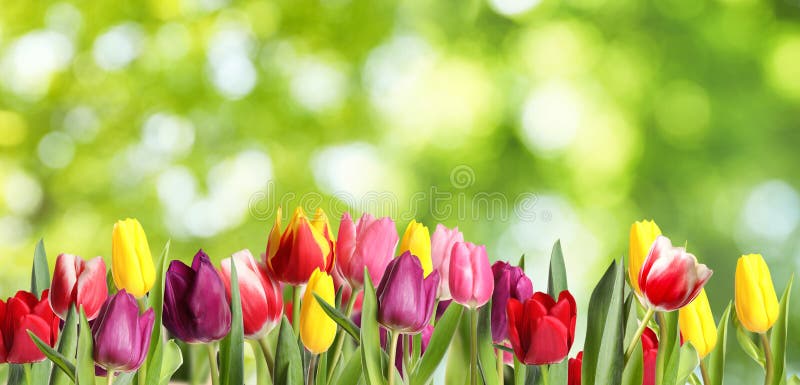 Beautiful Bright Spring Tulips, Banner Design Stock Photo - Image of ...