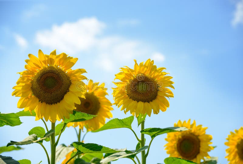 Beautiful Bright Sunflowers Against the Blue Sky Stock Image - Image of ... Beautiful Bright Sunflowers Against the Blue Sky Stock Image - Image of ...