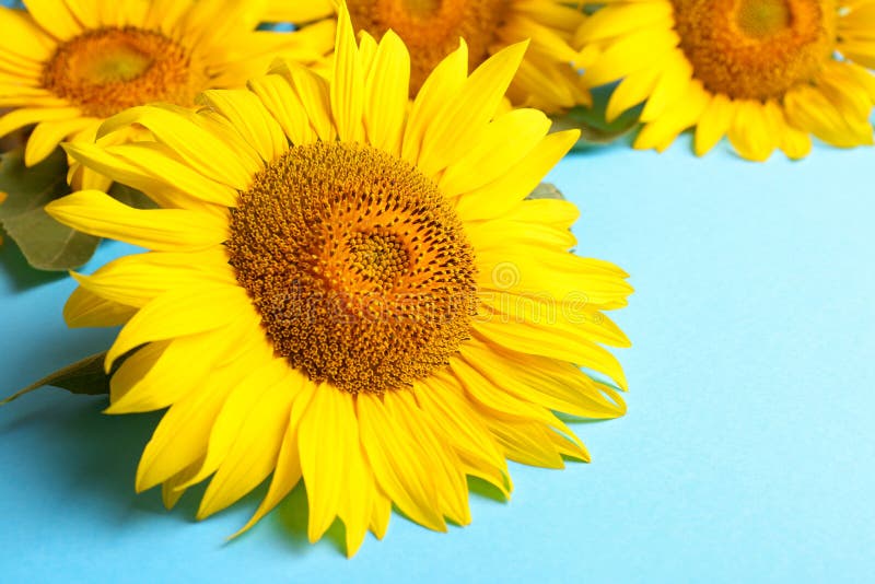 Beautiful Bright Sunflowers on Light Blue Background Stock Image ...