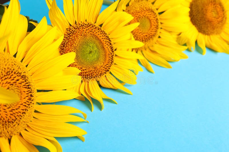 Bright sunflowers in a pot stock image. Image of bright - 17691447